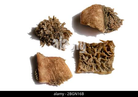 Pieces of raw cow stomach on turquoise. Random pieces Black unpeeled ...