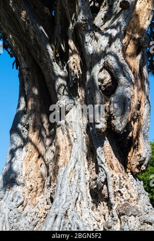The trunk and roots of a very old Canary Islands dragon tree, or drago ...