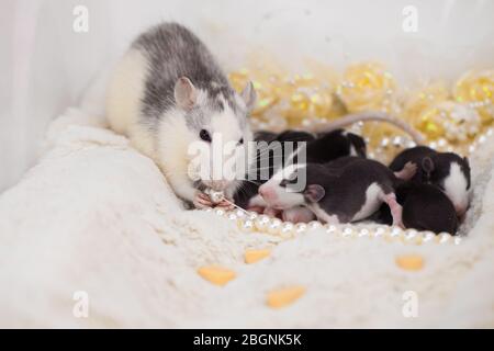 Good morning and good mood. Mom mouse and her cubs. Small and cute ...