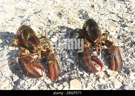 pretty red lobsters on a rocky beach Stock Photo - Alamy