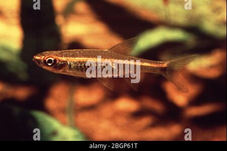 Red-striped rasbora, Red-line rasbora (Rasbora pauciperforata ...