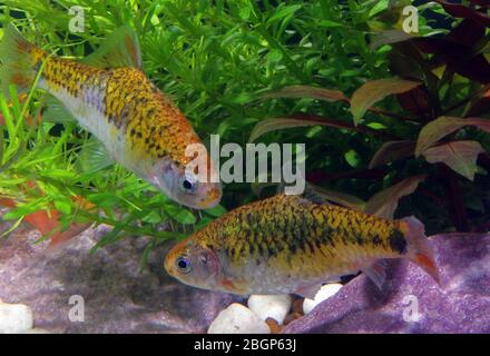 GOLDEN BARB OR CHINESE BARB puntius semifasciolatus Stock Photo - Alamy