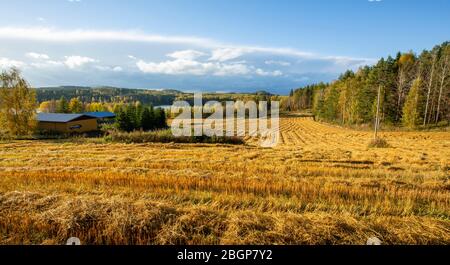 Stubble field after harvesting at Autumn , Finland Stock Photo - Alamy