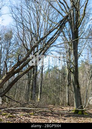 landscape with wild forest, trees overturned after a storm Stock Photo ...