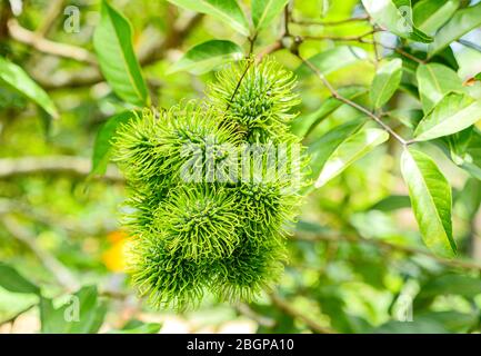 Red rambutan fruits on tree Stock Photo - Alamy
