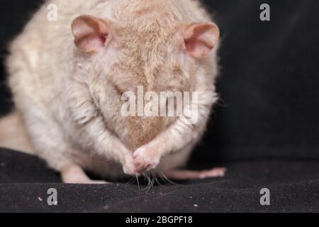 Brutal and severe rats. Funny and funny mouse Stock Photo - Alamy