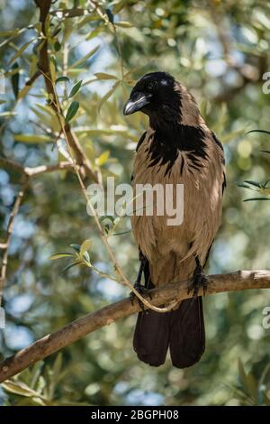 Israel, Jerusalem, Mount of Olives, A Hooded Crow, Corvus cornix. The ...