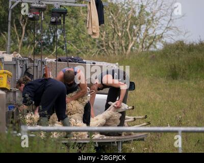 Farming Sheep Mobile Sheep Shearing West Wales Stock Photo - Alamy