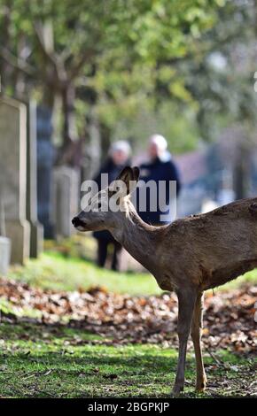Vienna, Austria. Roe Deer (Capreolus capreolus) at the Vienna Central ...