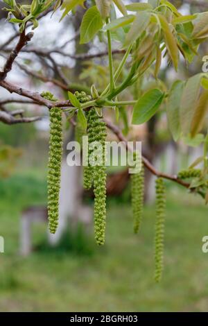 Walnut Spring Blossom Close Up Stock Photo - Alamy