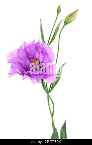 Purple artificial eustoma, isolated on white Stock Photo - Alamy