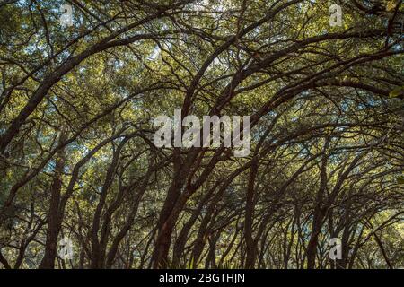 Forest canopy in central Florida woodlands natural area. A scrubby ...