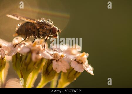 Fly with dew, drying in the morning sun, Norwich, September 2015 Stock ...