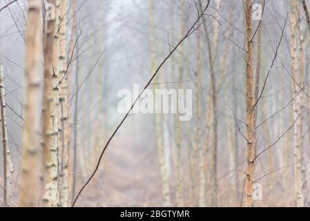 Young silver birch trees in spring time, England, UK Stock Photo - Alamy