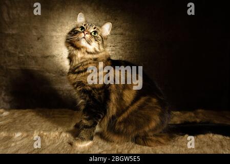 Tabby cat studio portrait- January, 2016 Stock Photo - Alamy