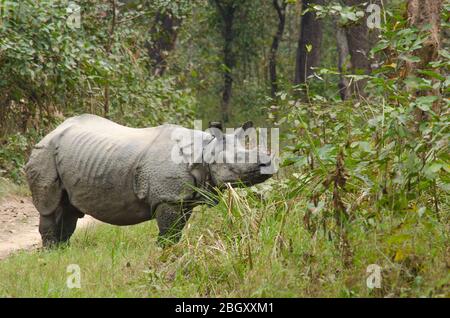 rhinoceros, plural rhinoceroses, rhinoceros, or rhinoceri, any of five ...