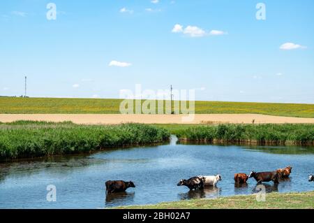 Tranquil green overgrown pasture on a bright sunny summer day Stock ...