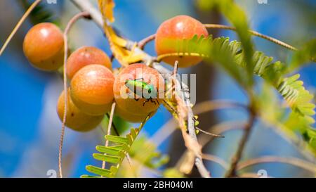 Amla ; Indian Gooseberry; Latin name Emblica officinalis Loca; Herbal ...