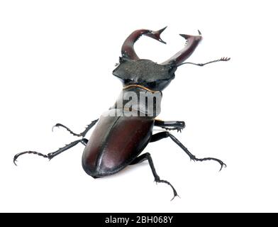 Lucanus cervus in front of white background Stock Photo - Alamy