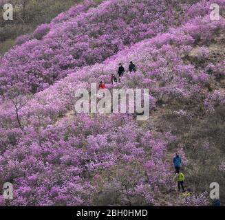 Anshan, China's Liaoning Province. 21st May, 2020. Giant panda "A'ling ...
