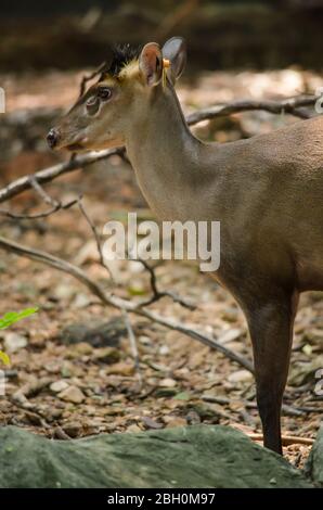 The Fea's Muntjac or Tenasserim muntjac (Muntiacus feae) is a rare ...