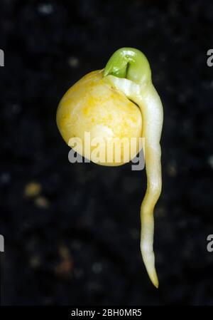 Germinating pea seed, Pisum sativum, with the root or radicle emerging ...