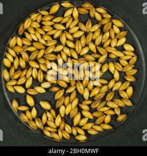 Process of malting barley seed to produce malt stage 5. Barley seed ...