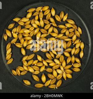 Process of malting barley seed stage one before germination Stock Photo ...