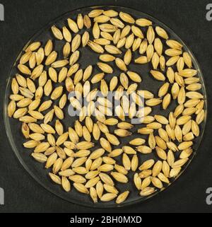 Process of malting barley seed stage one before germination Stock Photo ...