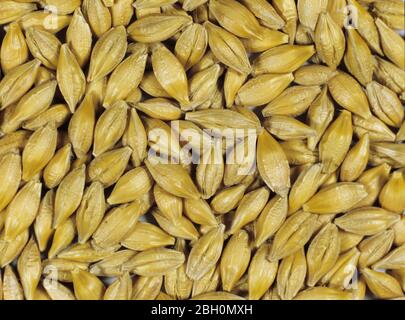 Process of malting barley seed to produce malt stage 4. Barley seed ...