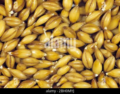 Process of malting barley seed stage one before germination Stock Photo ...