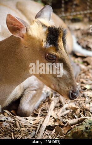 The Fea's Muntjac or Tenasserim muntjac (Muntiacus feae) is a rare ...
