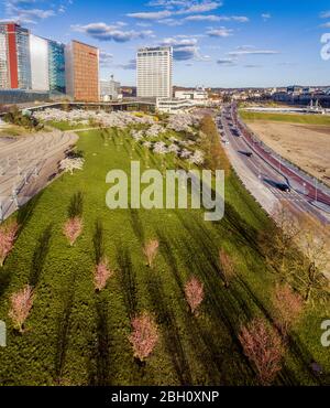 Beautiful Sakura Flowers at a Public Park in Fukuoka City, Japan Stock ...