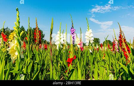 A row of colorful gladiolus growing in a field Stock Photo - Alamy