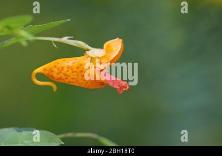 Spotted touch-me-not, Impatiens capensis, with a single dew drop in a ...
