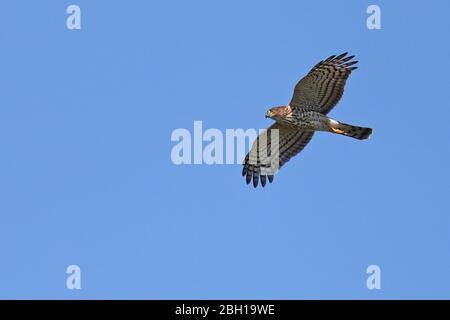 Sharp-shinned hawk in flight Stock Photo - Alamy