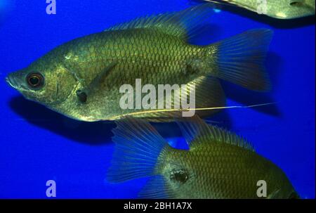 Juvenile Giant red tailed gourami, Osphronemus laticlavius Stock Photo ...