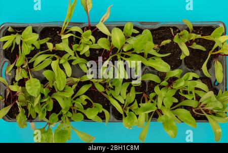 Beetroot seedlings seen from above in a plug plant tray Stock Photo - Alamy