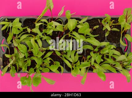 Beetroot seedlings seen from above in a plug plant tray Stock Photo - Alamy