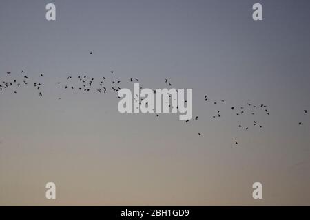 large swarm of Greater Mouse-tailed Bat (Rhinopoma microphyllum) is a ...