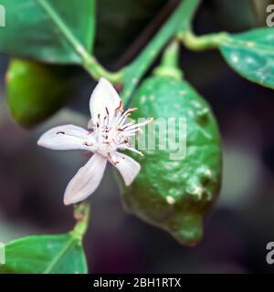 Damaged Lemon fruit. The damage was caused by Thrips (order ...