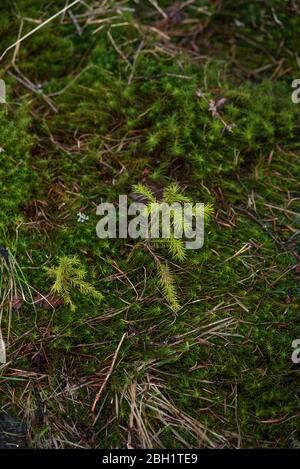 Young shoots on the branches of a pine tree in the spring season Stock ...