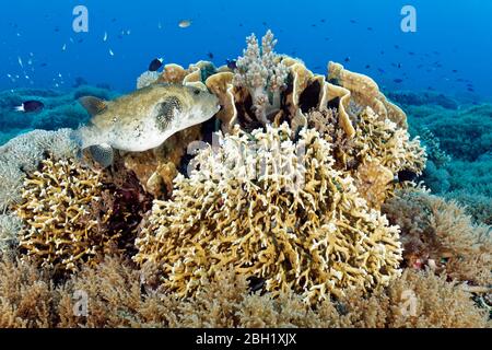 Blade firel coral (Millepora platyphylla) at dusk, reef, house reef ...