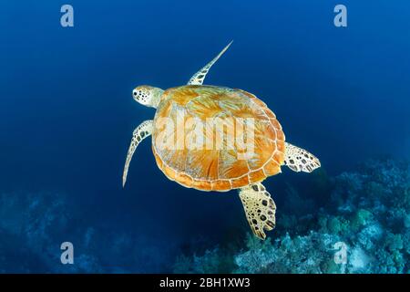 Green turtle swimming above coral reef in Komodo National Park Stock ...