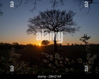 White oak tree flowers spring bloom close up with green foliage and ...