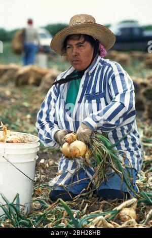 Alamo Texas USA: Hispanic male and female farm workers harvesting ...