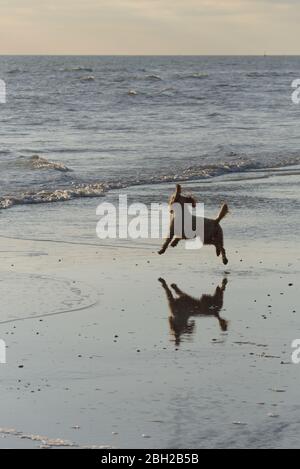 Cockapoo run at the beach Stock Photo - Alamy