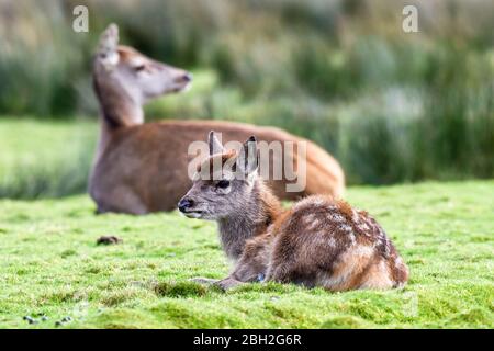 A baby deer is called store