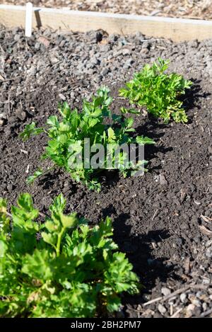 Celery (Apium graveolens) plants growing in fenland soil, slight leaf ...
