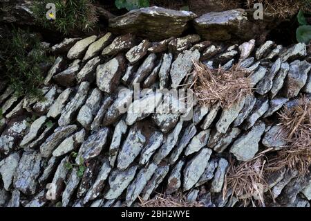 Stone wall, inclined courses, Lichen covered stones ,navelwort ...